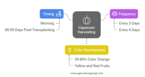 Capsicum cultivation in polyhouse - AGRICULTURE GURUJI