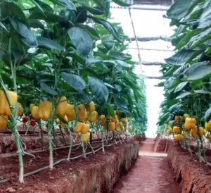 Capsicum cultivation in polyhouse - AGRICULTURE GURUJI