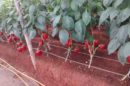 Dutch Rose cultivation in greenhouse - Agriculture Guruji