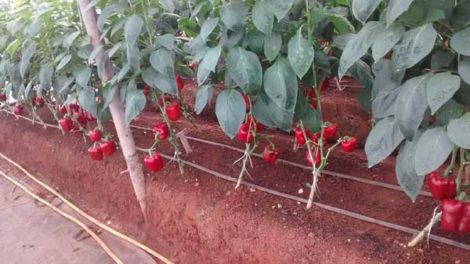 Capsicum cultivation in polyhouse - AGRICULTURE GURUJI