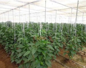 Capsicum cultivation in polyhouse - AGRICULTURE GURUJI