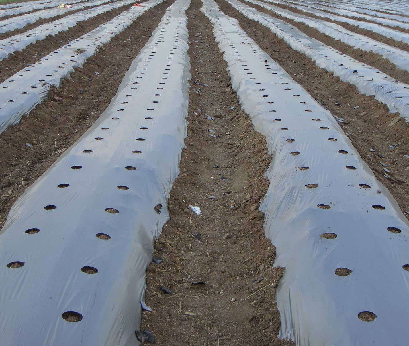 Strawberry Cultivation Step By Step Guide Agricultureguruji