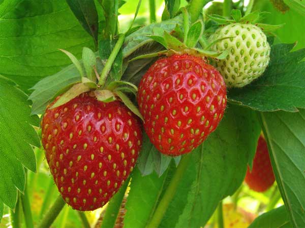 Strawberry Cultivation Step By Step Guide Agricultureguruji