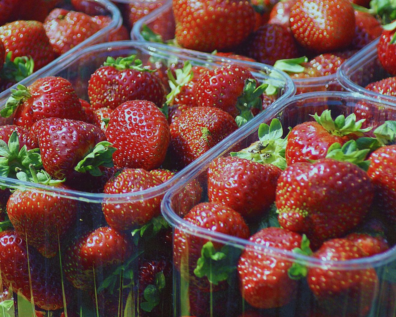 Strawberry Cultivation Step by Step Guide - AGRICULTURE GURUJI