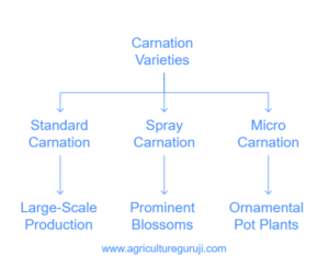 Carnation Cultivation Guide (2025) - AGRICULTURE GURUJI