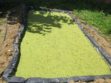 Azolla Cultivation Guide ( Rich proteins feed for cattle, poultry, fish ...