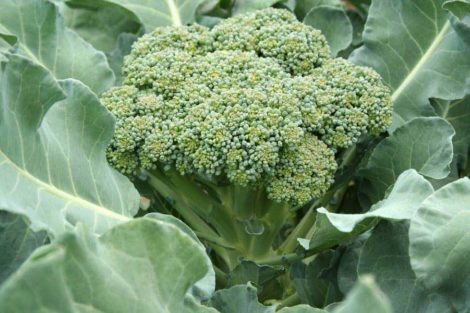 Broccoli Farming Guide 2024