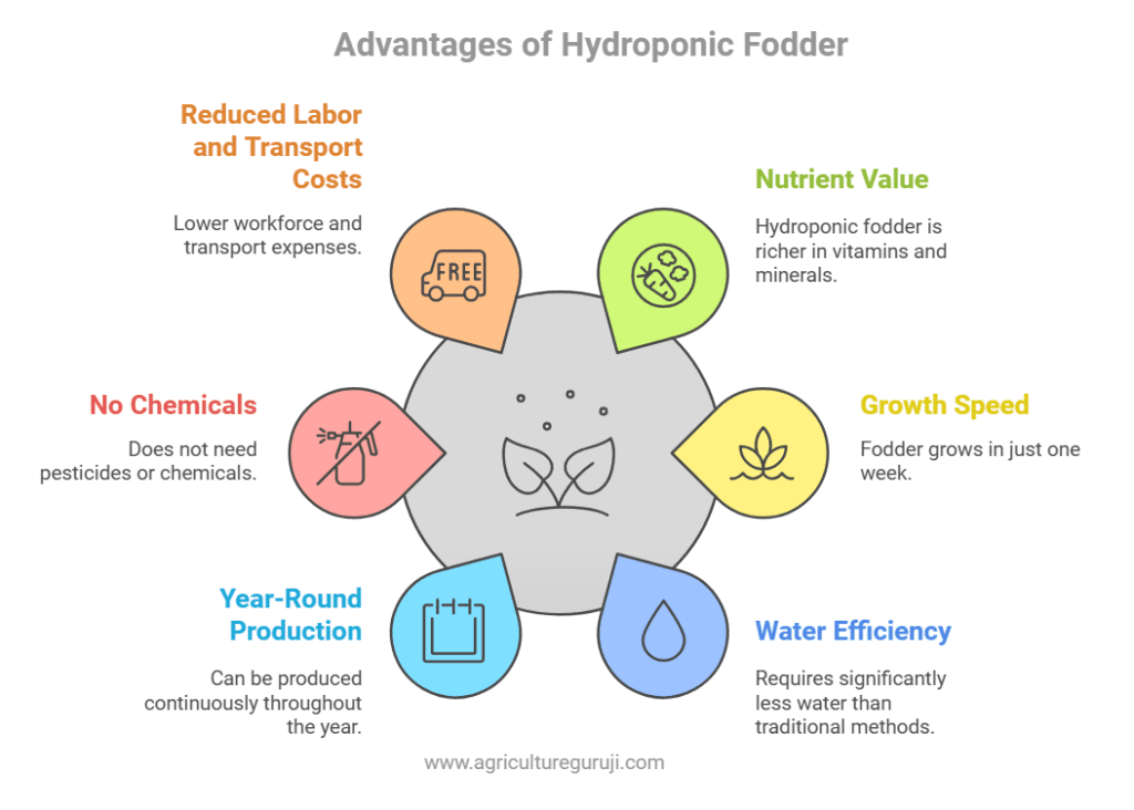 Growing Hydroponic Fodder Step by Step Guide (7 days)
