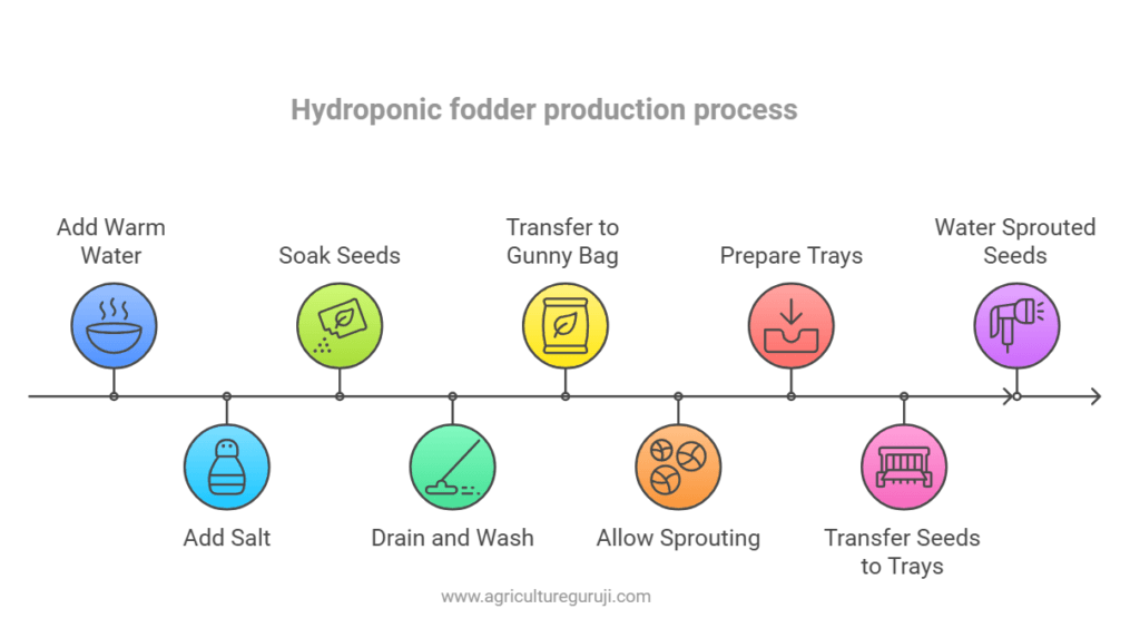 Growing Hydroponic Fodder Step by Step Guide (7 days)