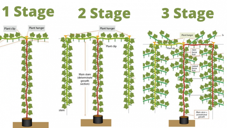 Cucumber Farming in polyhouse - step by step Guide - AGRICULTURE GURUJI