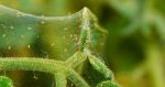 Cucumber Farming in polyhouse - step by step Guide - AGRICULTURE GURUJI