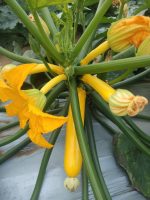 Zucchini Farming – Step By Step Guide - AGRICULTURE GURUJI
