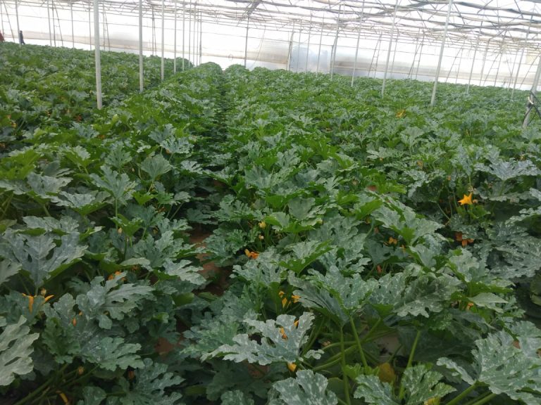 Zucchini Farming – Step By Step Guide - AGRICULTURE GURUJI
