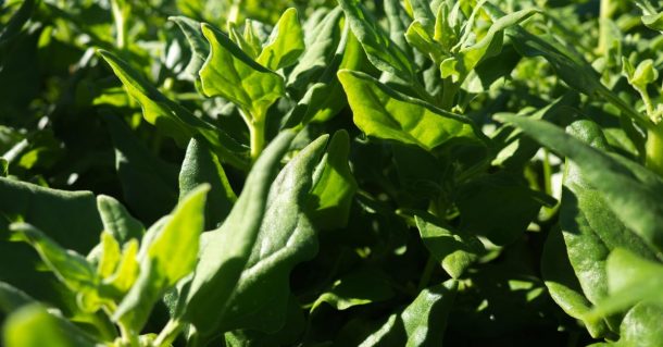 Guide To Growing New Zealand Spinach - AGRICULTURE GURUJI