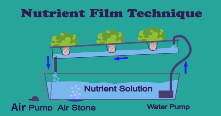 Hydroponic farming (Beginner Guide 2025) - AGRICULTURE GURUJI