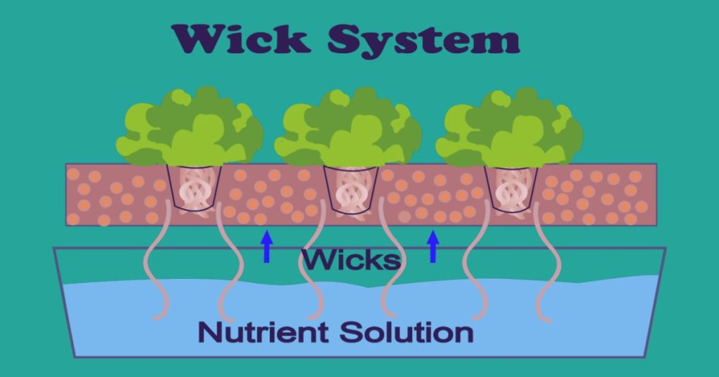 Hydroponic farming (Beginner Guide 2025) - AGRICULTURE GURUJI