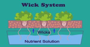 Hydroponic farming (Beginner Guide 2025) - AGRICULTURE GURUJI
