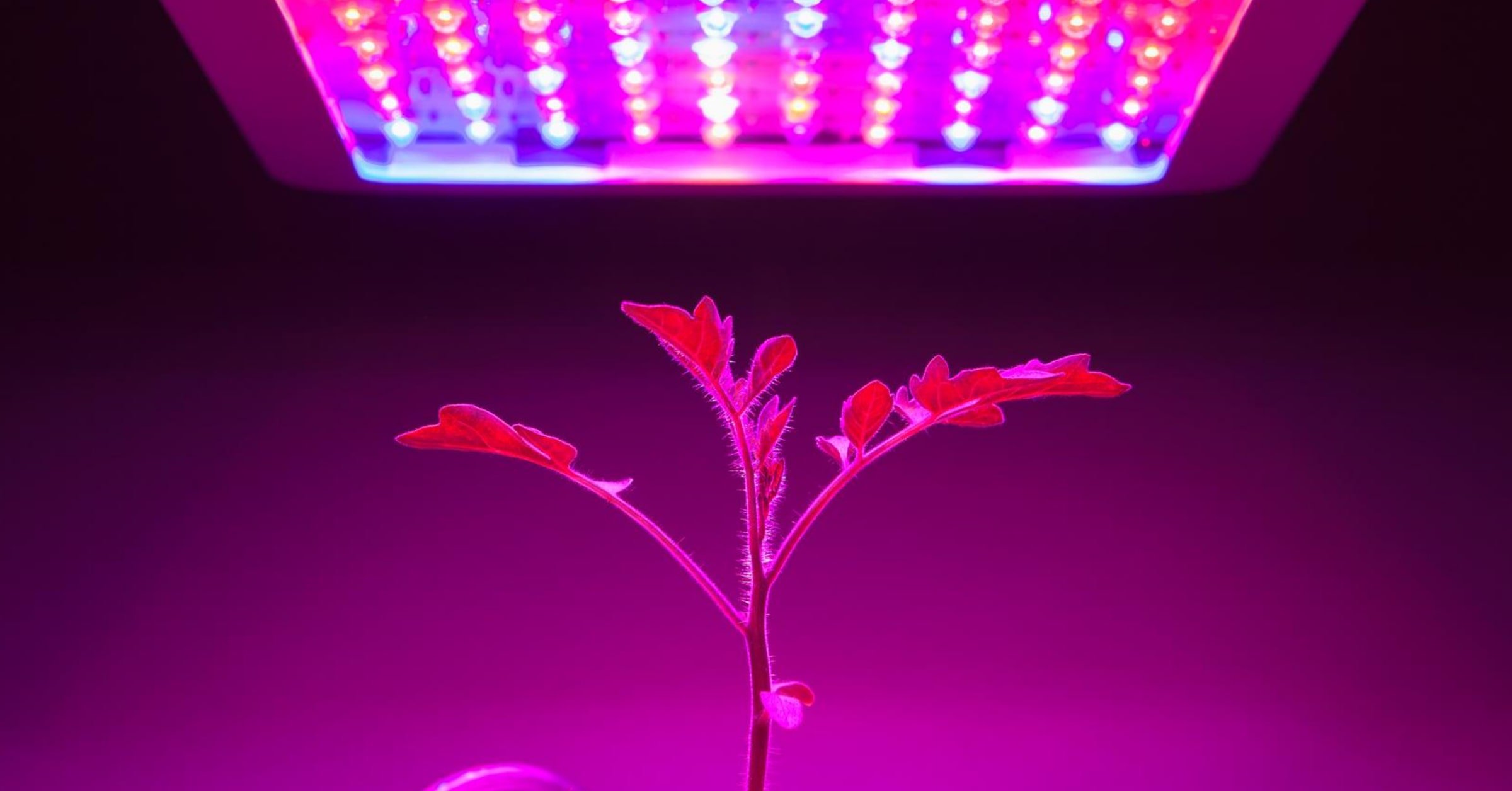 Prosperous Greenhouses Can Help Commercial Crop Flourish with LED Grow ...