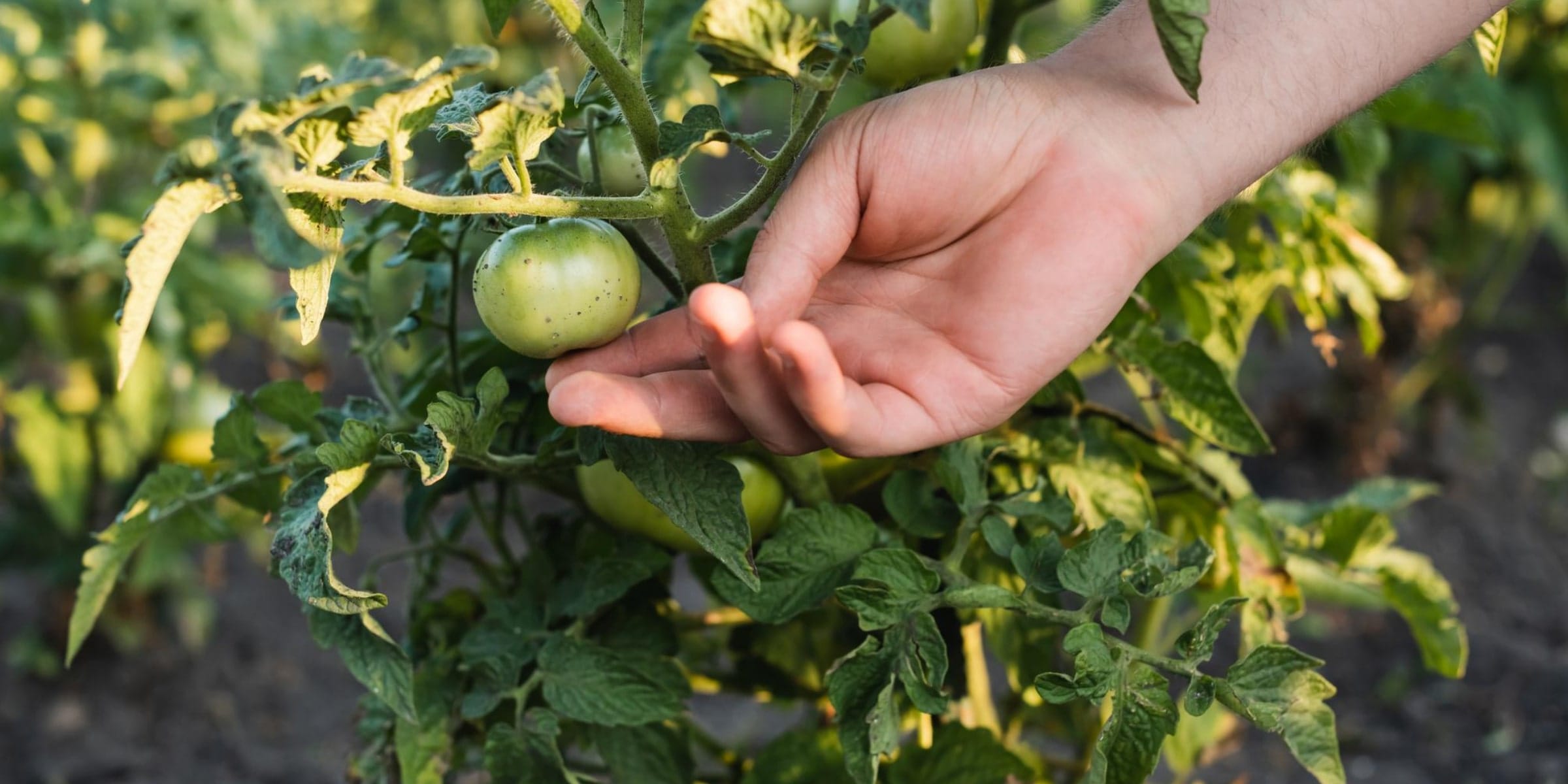 Preventing Your Tomato Burn in the Greenhouse: How to Protect Them ...
